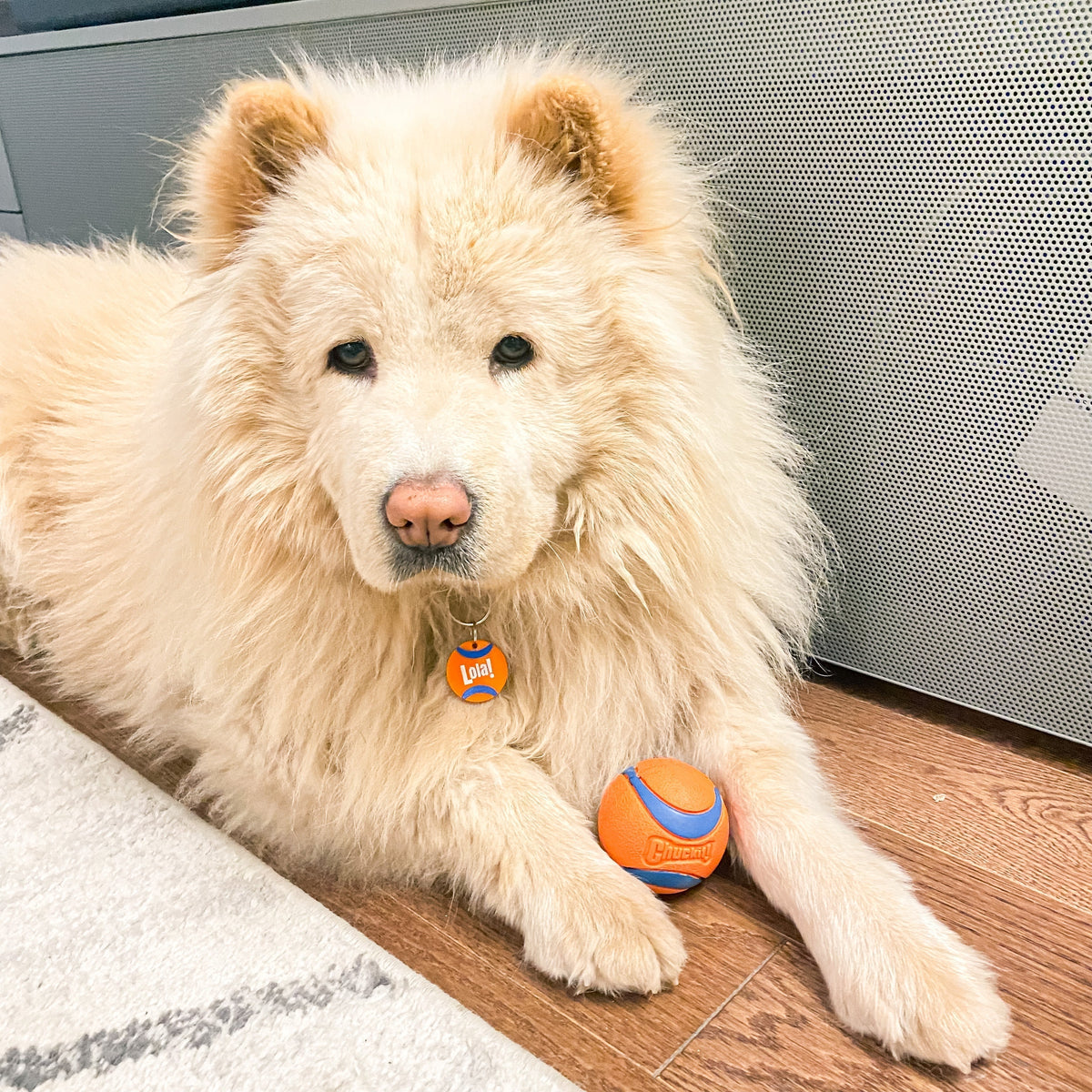 Let's Play Ball Dog Tag – MyLolaBear